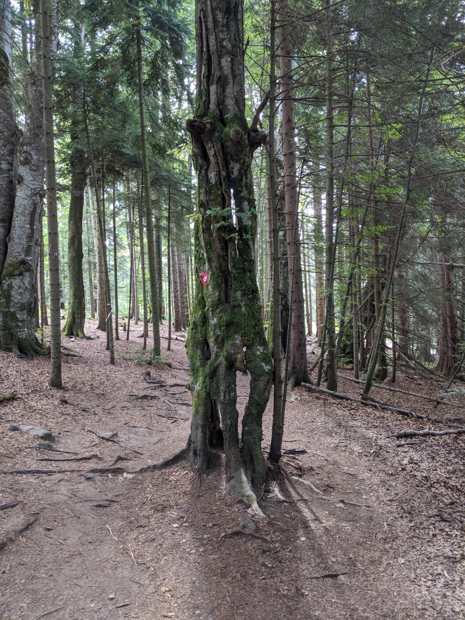 Park Narodowy Tara - zielone płuca Serbii - TraveloveLove